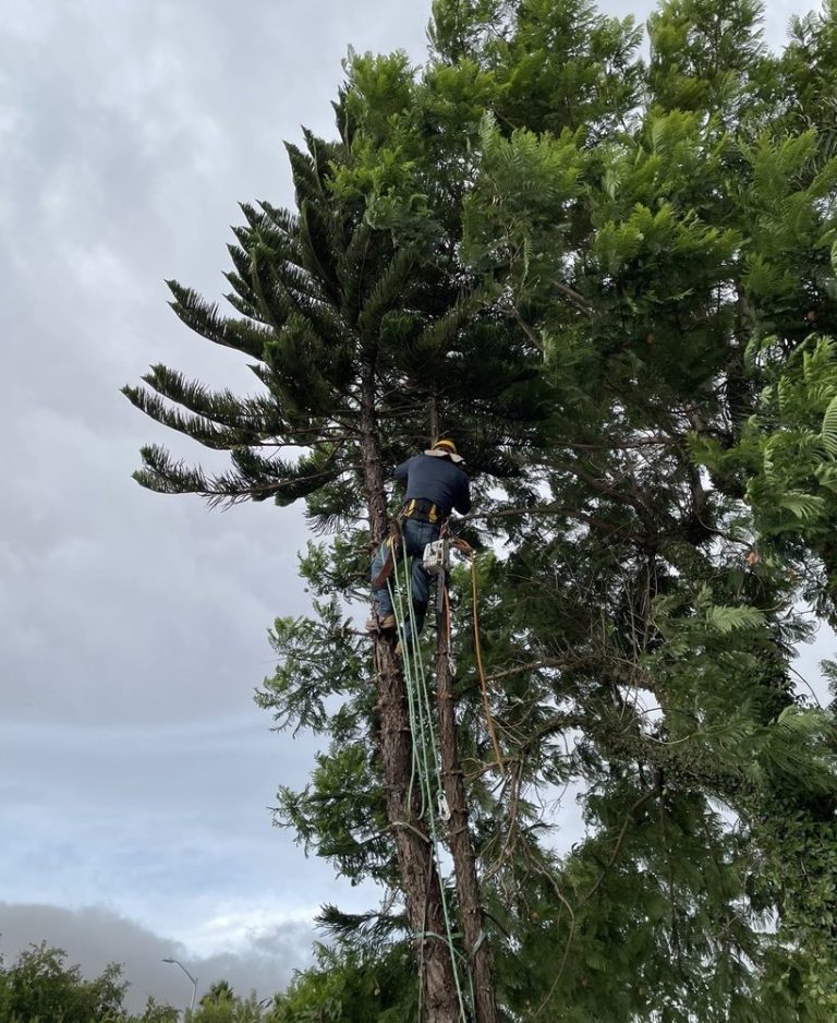 JC Tree Service | Home